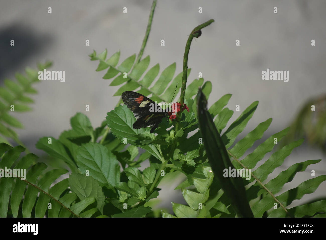 Postman Moth High Resolution Stock Photography and Images - Alamy
