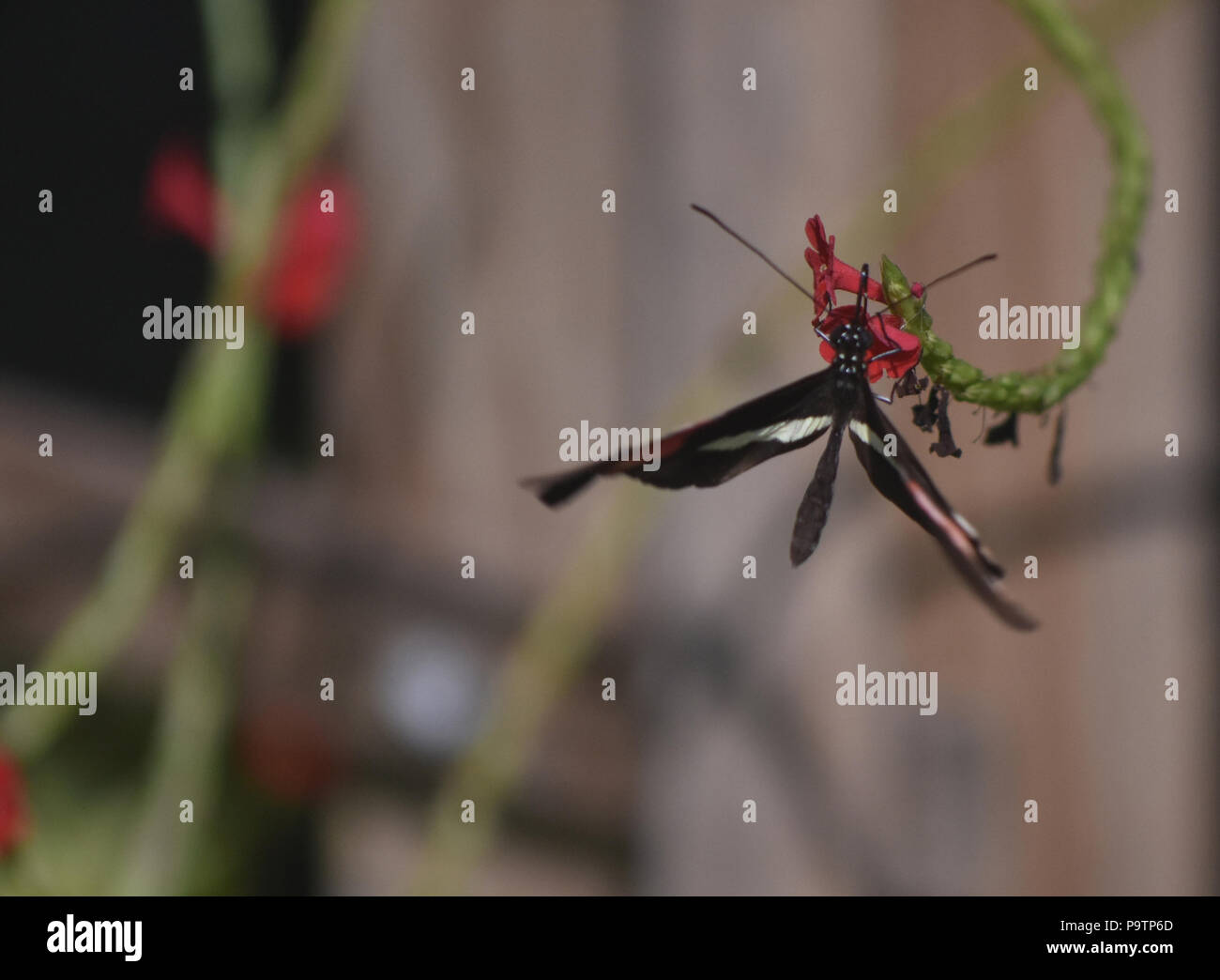 Very pretty postman butterfly sitting on a vine Stock Photo - Alamy