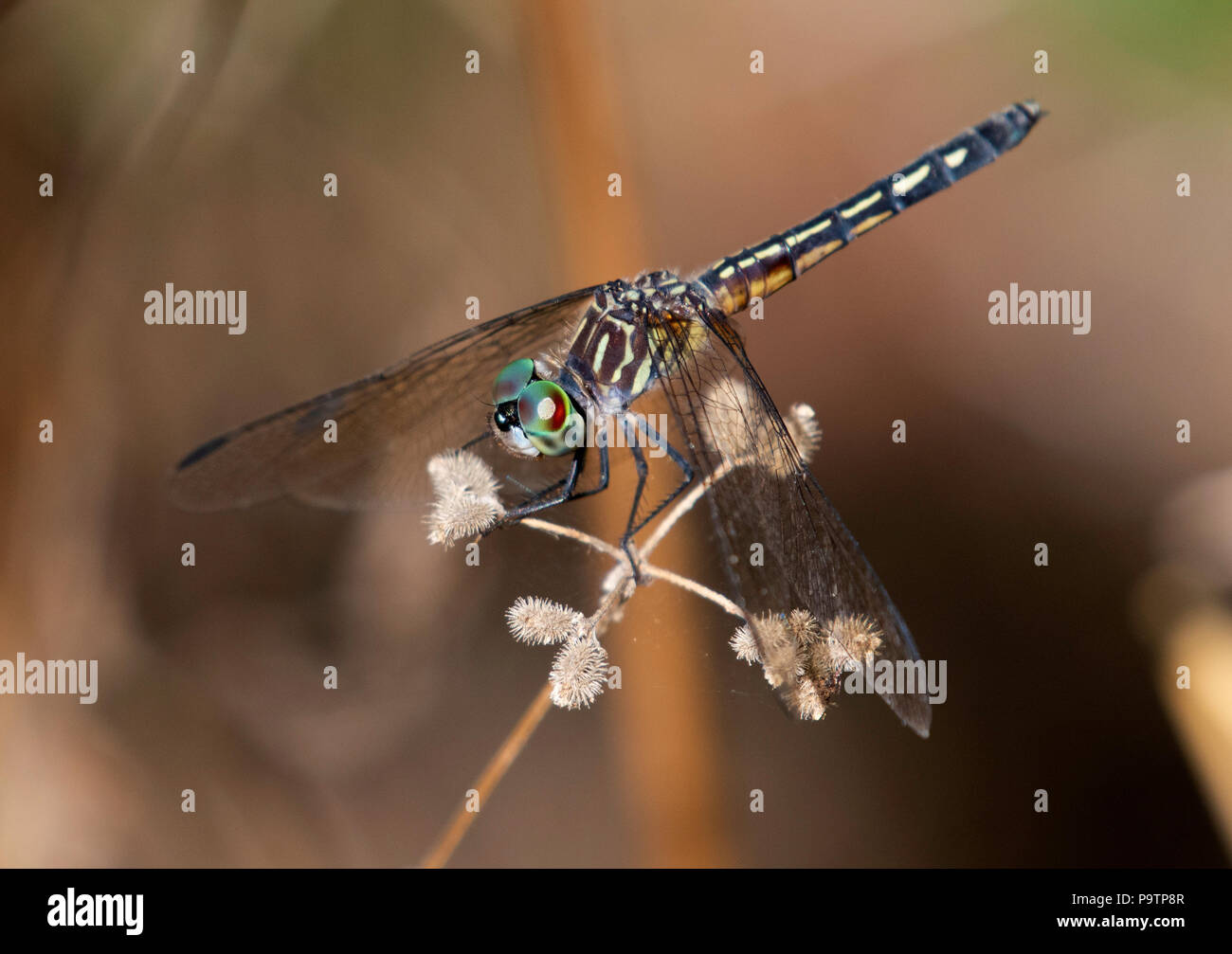 Progomphus obscurus hi-res stock photography and images - Alamy