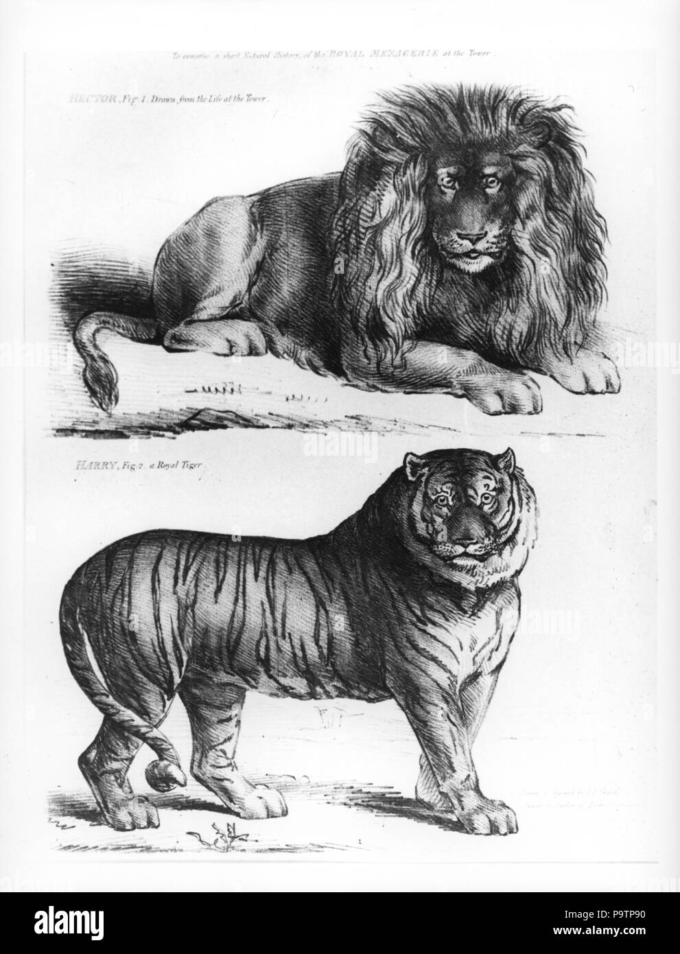 Engraving showing Hector the Lion and Harry the Tiger in the Tower ...