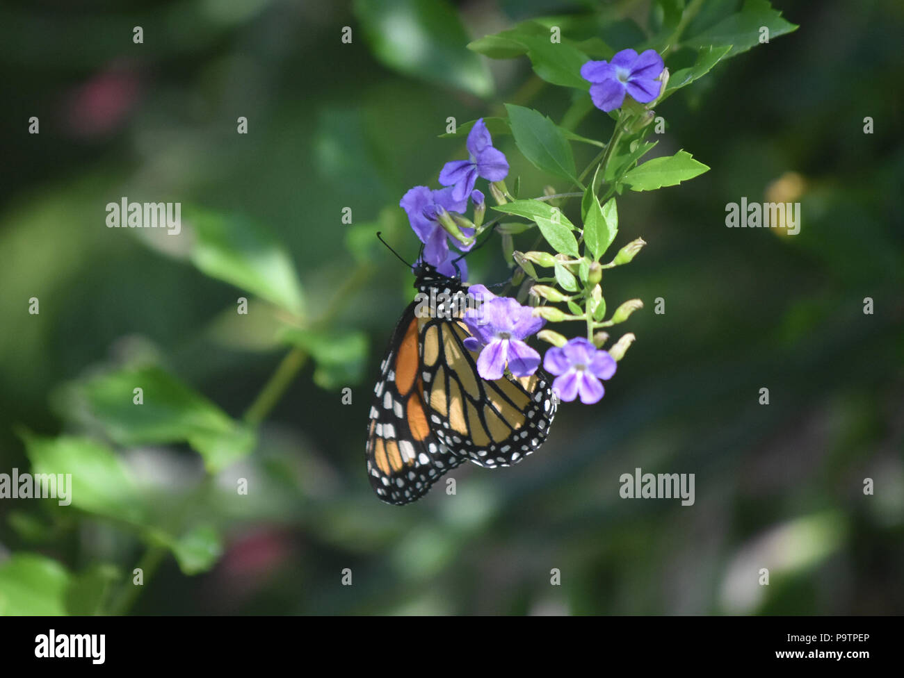 Garden with a pretty striking monarch butterfly on a flower Stock Photo ...