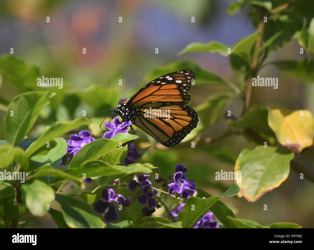 Monarch butterfly with striking colors in a flower garden Stock Photo ...