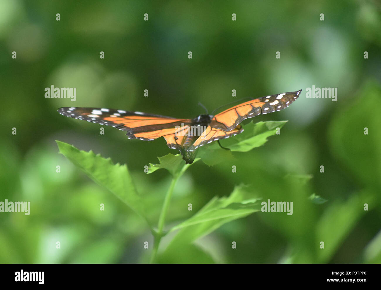 Pretty monarch butterfly with his wings spread wide open Stock Photo ...