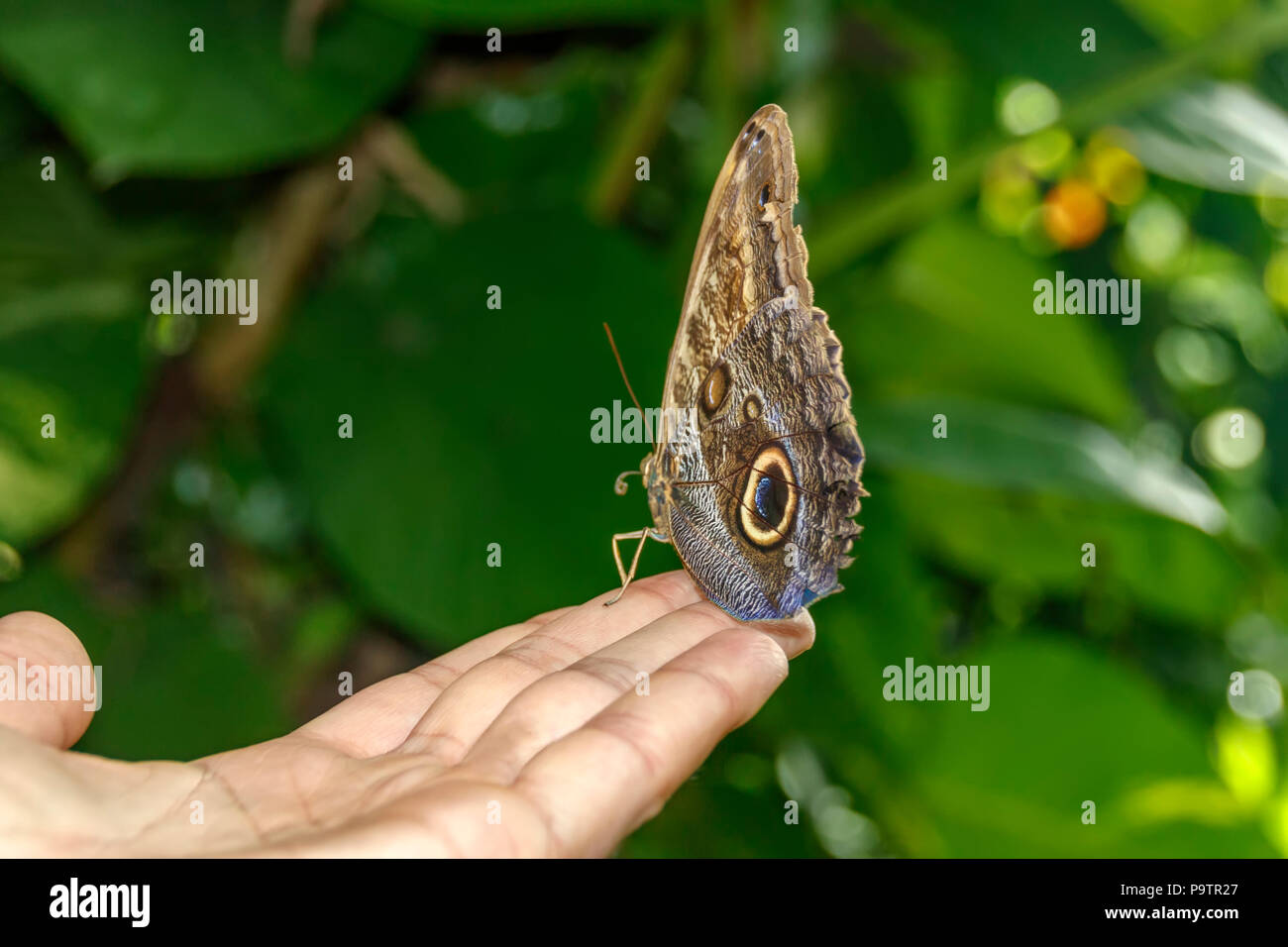 Large brown butterfly Stock Photo - Alamy