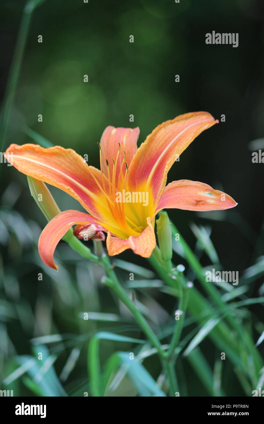 Orange day lily (Hemerocallis) beside an old country road. Day lilies ...
