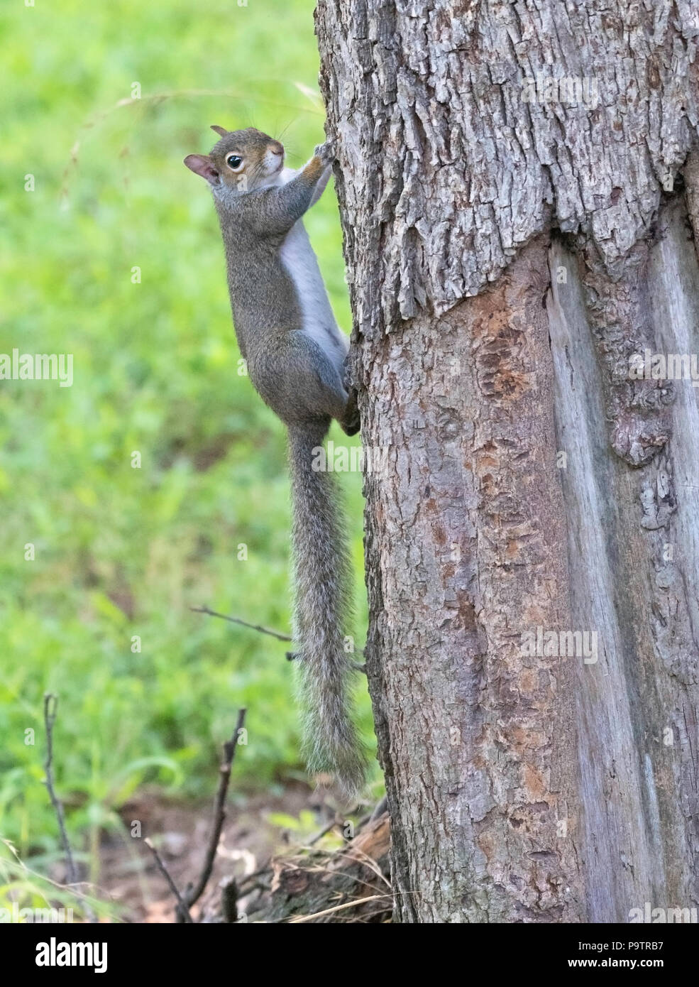 Grey gray scales hi-res stock photography and images - Alamy