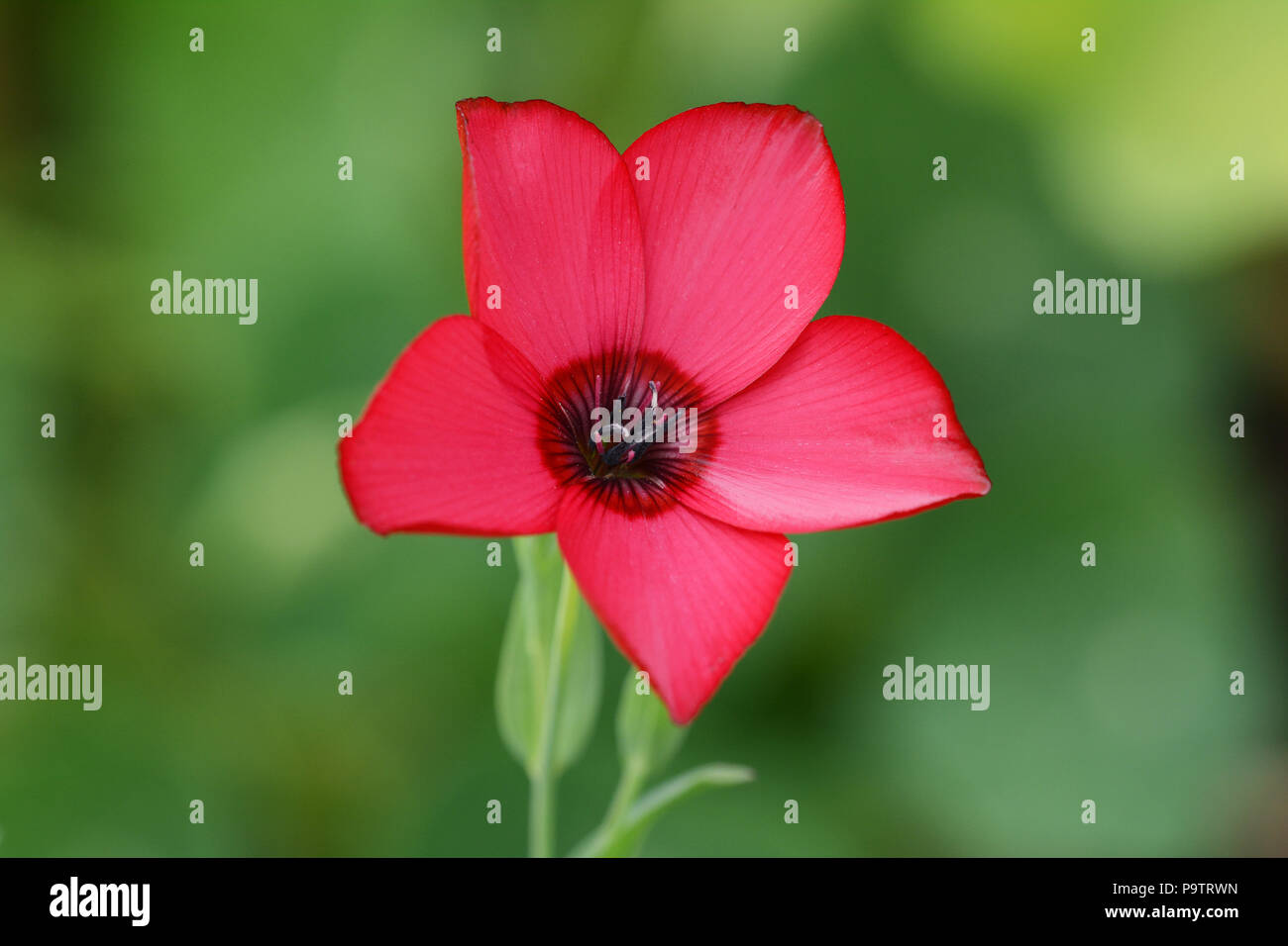 Macro of a red flax flower, wild flower against a blurred green ...