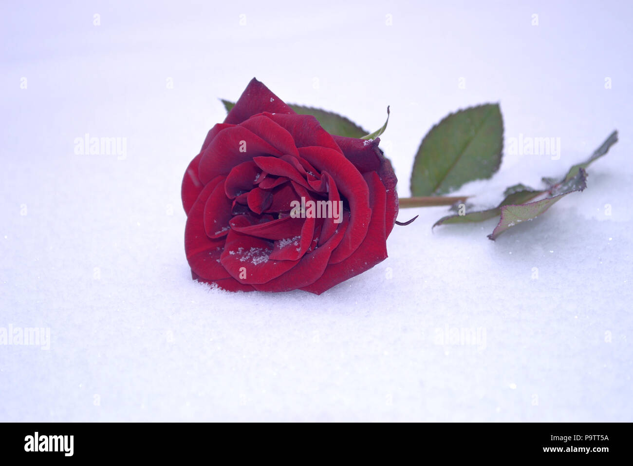 Rose lying hi-res stock photography and images - Alamy
