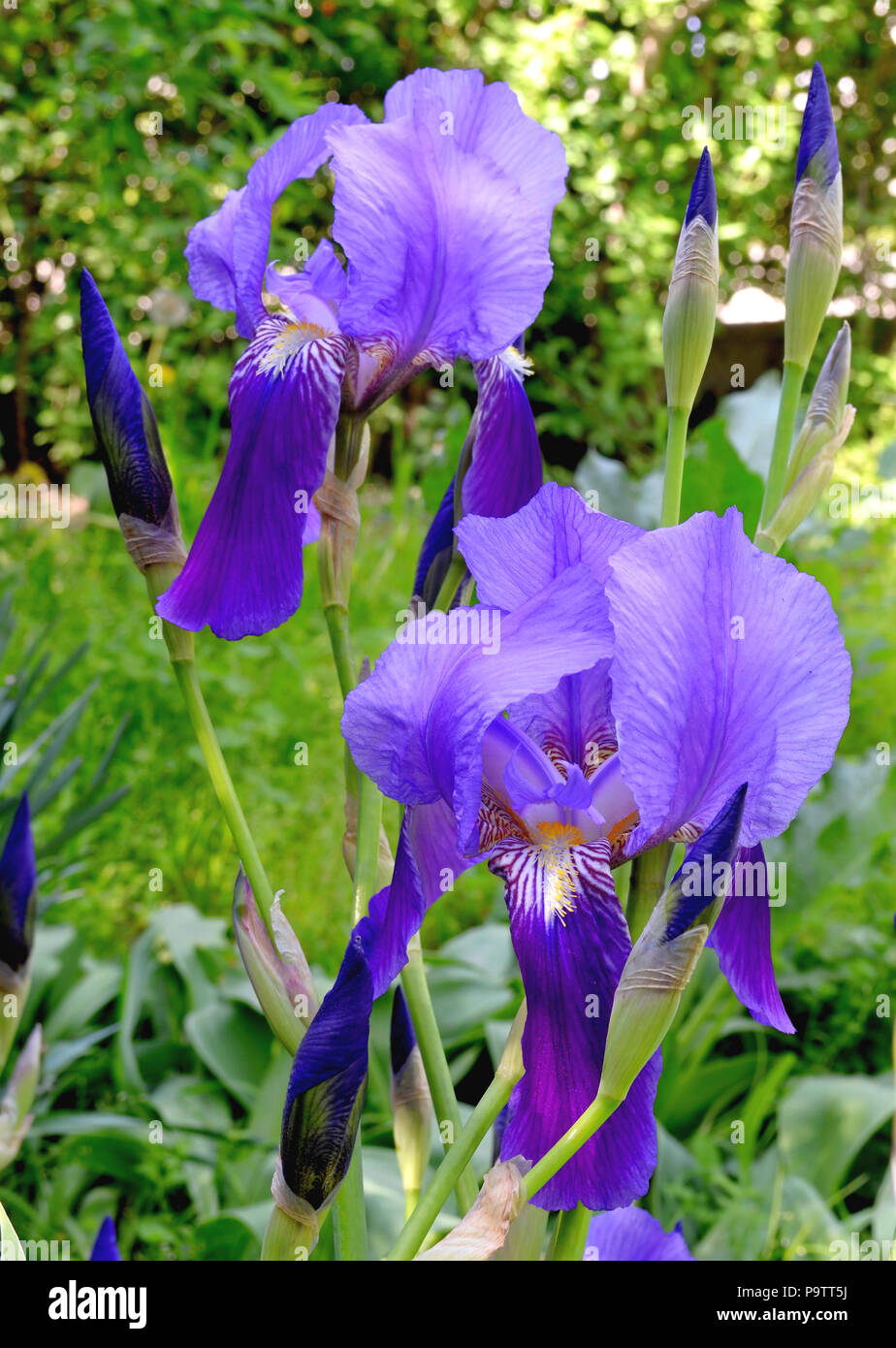 flowering spring iris in garden Stock Photo - Alamy