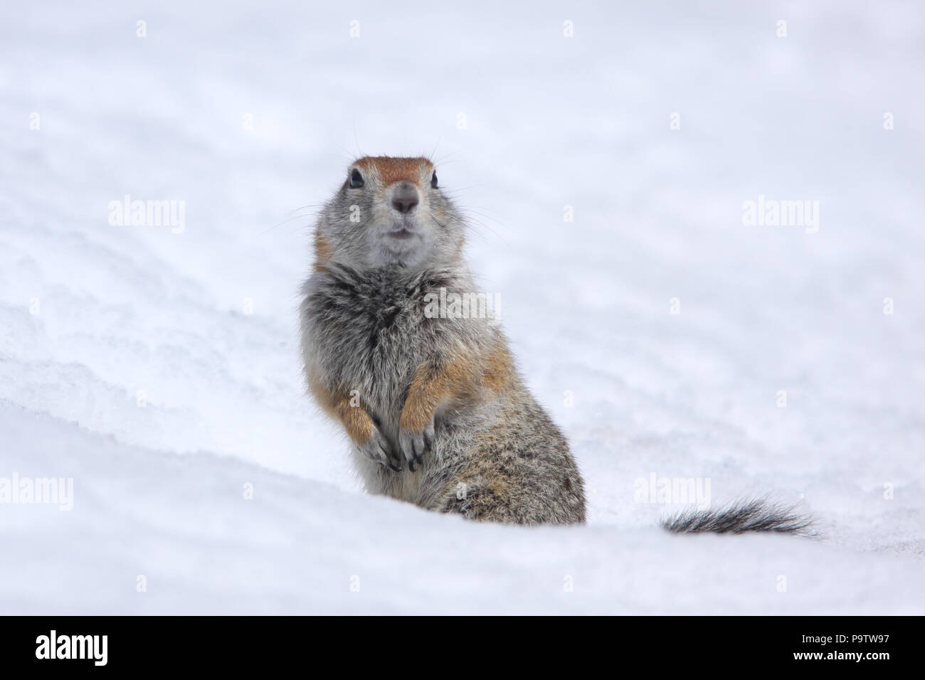 ground squirrel, russia, Kamchatka Peninsula Stock Photo - Alamy