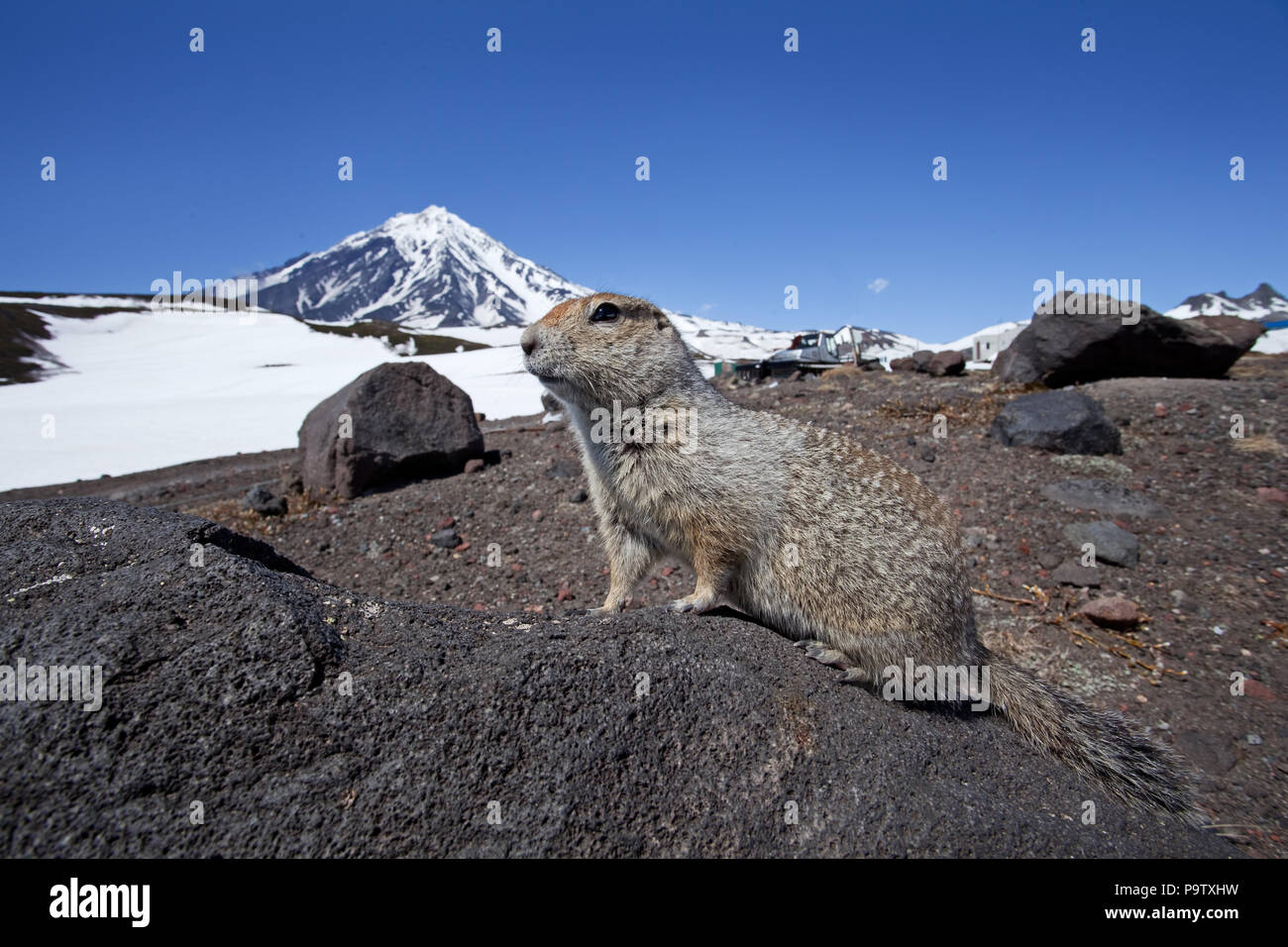 ground squirrel, russia, Kamchatka Peninsula Stock Photo - Alamy