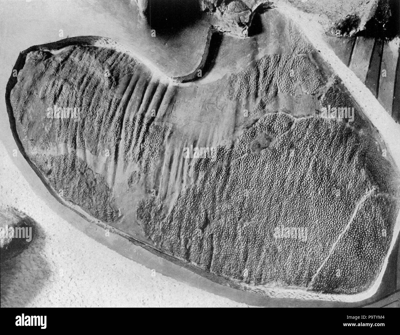 351 Corythosaurus skin impression Stock Photo - Alamy