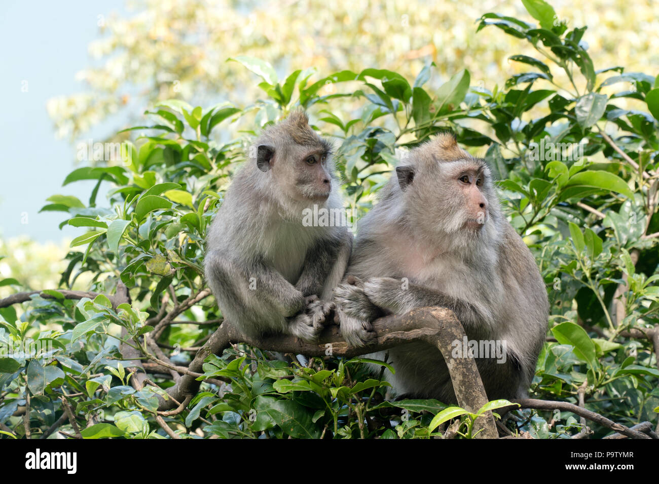 Monkey macaque in the rain forest. Monkeys in the natural environment. Bali, Indonesia. Long ...