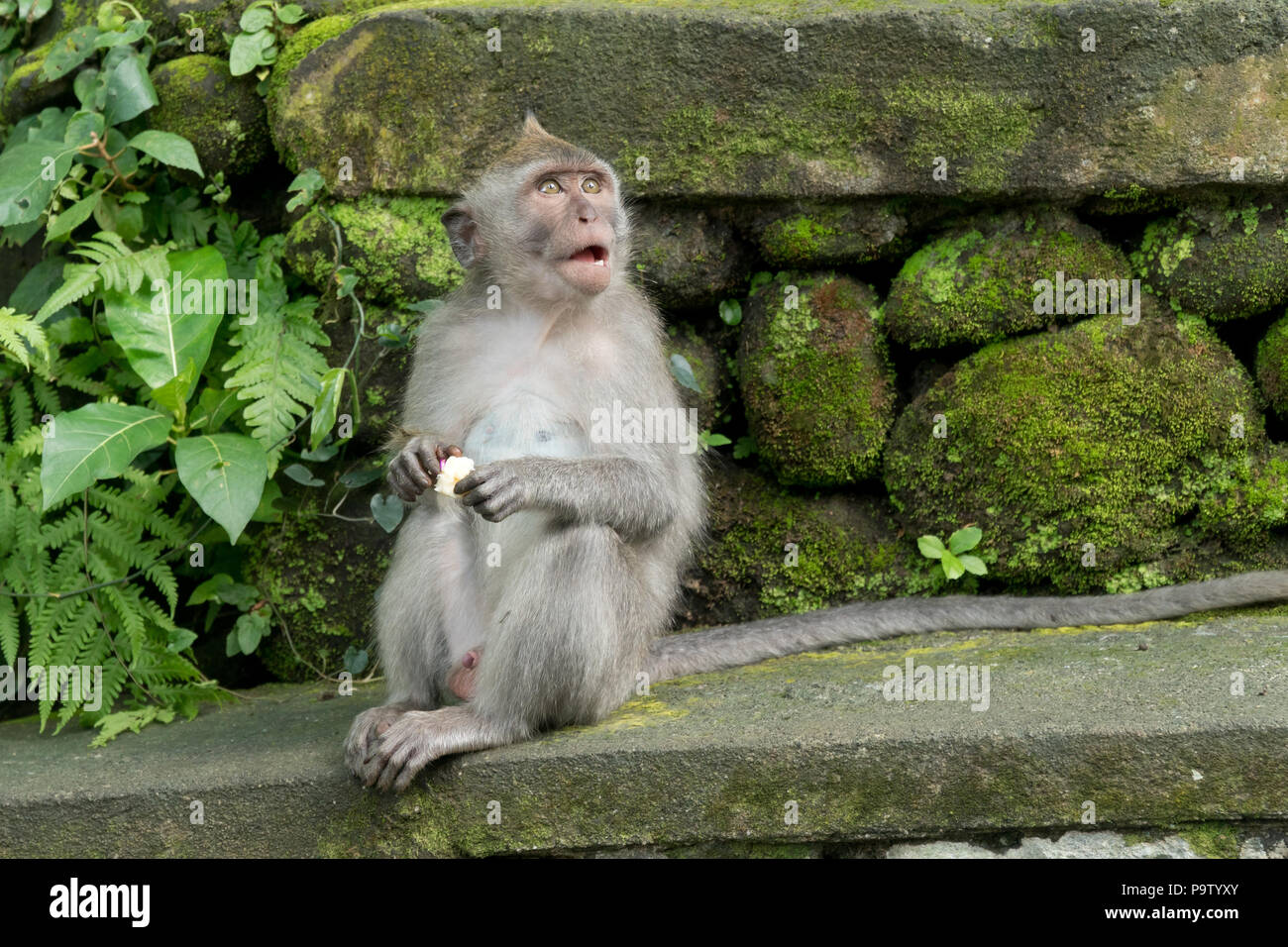 Monkey macaque in the rain forest. Monkeys in the natural environment. Bali, Indonesia. Long ...