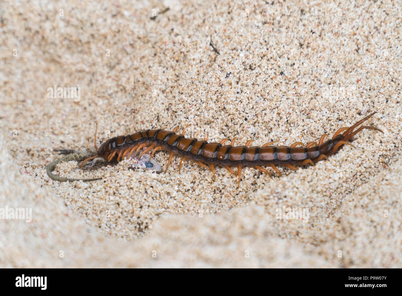 Giant Centipede Eating Mouse
