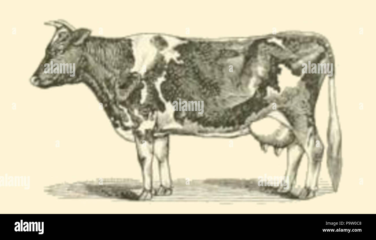 Cow drawing hi-res stock photography and images - Alamy