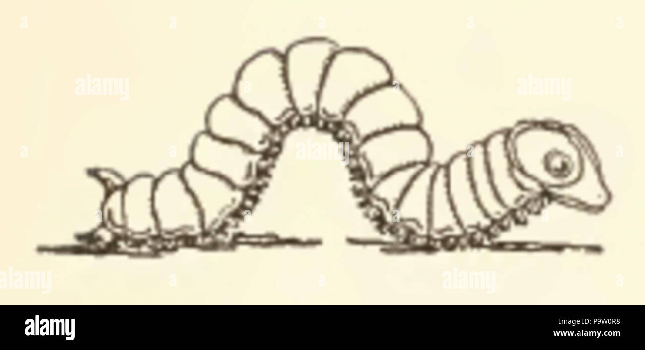 Caterpillar anatomy hi-res stock photography and images - Alamy