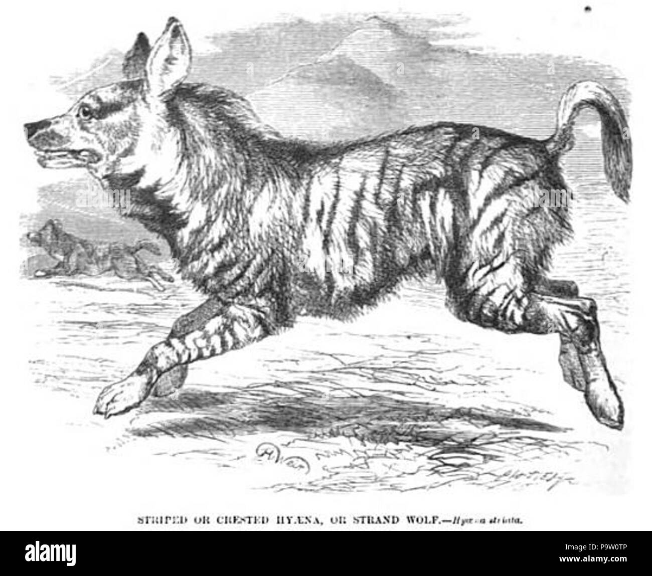 The hyena Black and White Stock Photos & Images - Alamy