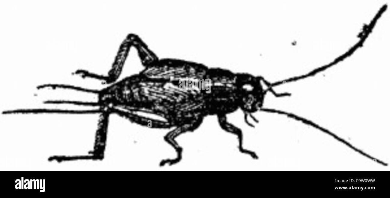 Cricket drawing hi-res stock photography and images - Alamy