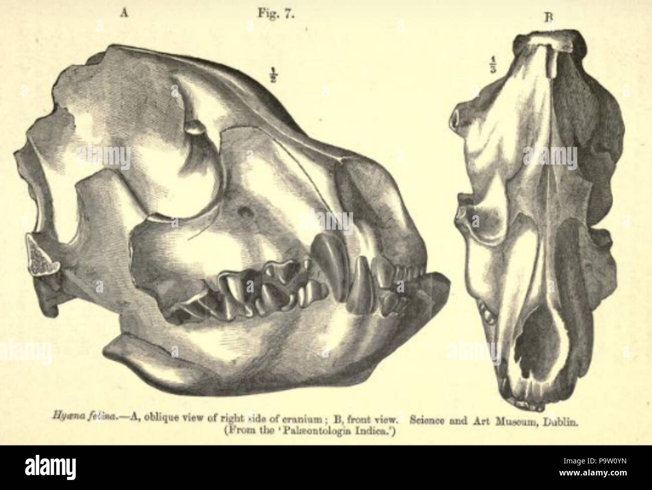 Skull hyenas hi-res stock photography and images - Alamy