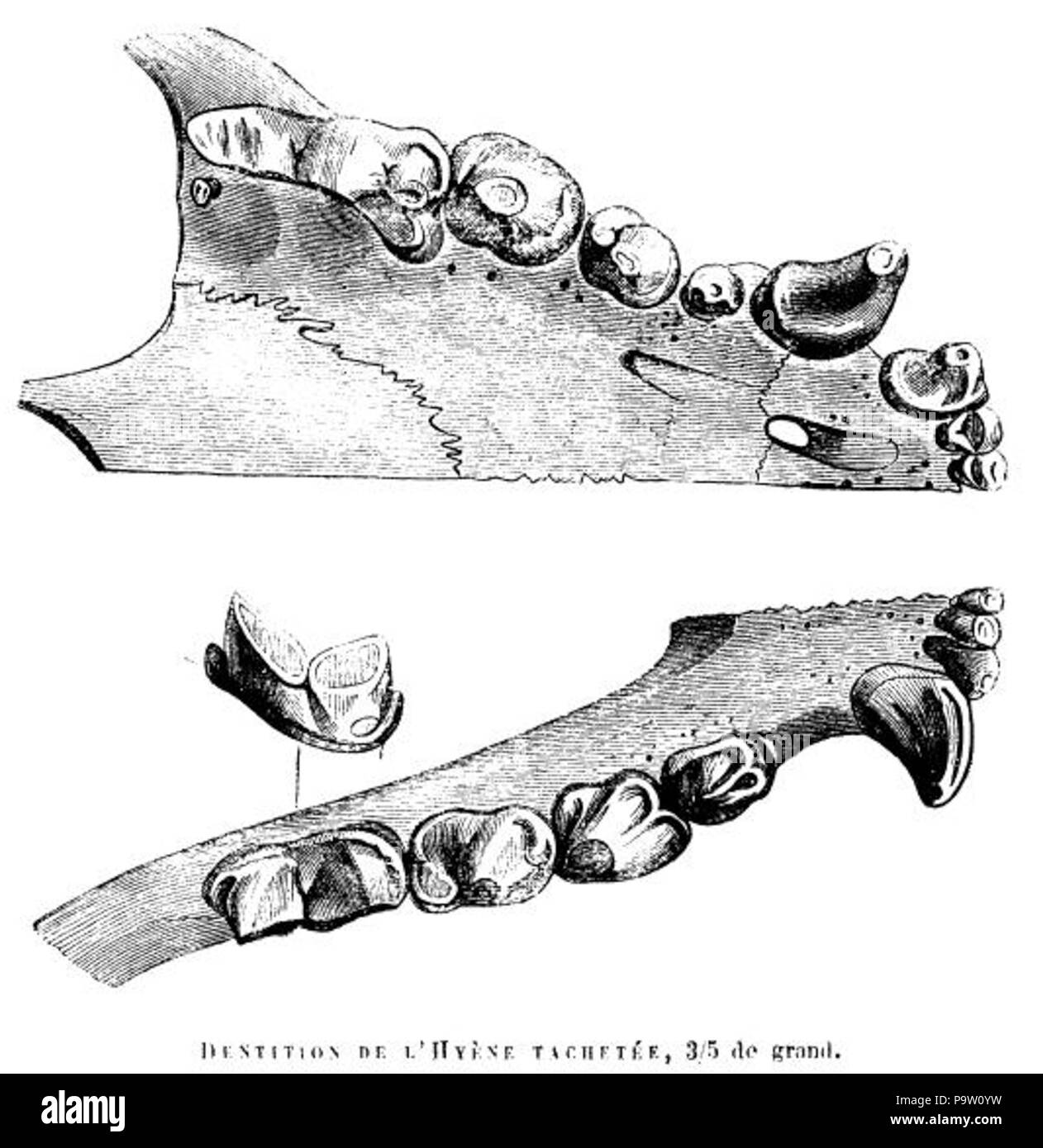 Paleontological study fossilized teeth Black and White Stock Photos ...