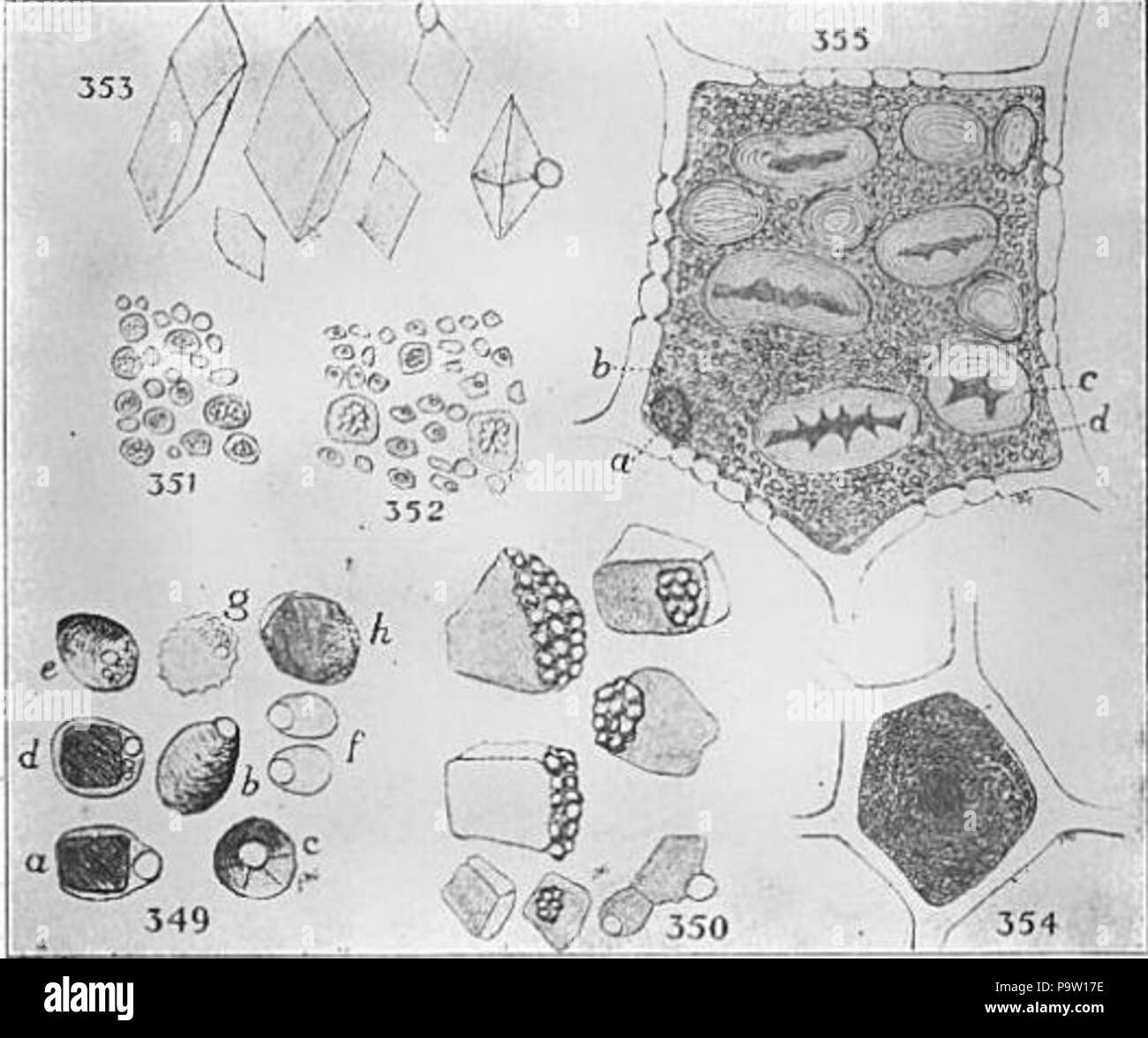 359 Crystalloids and globoids Stock Photo - Alamy