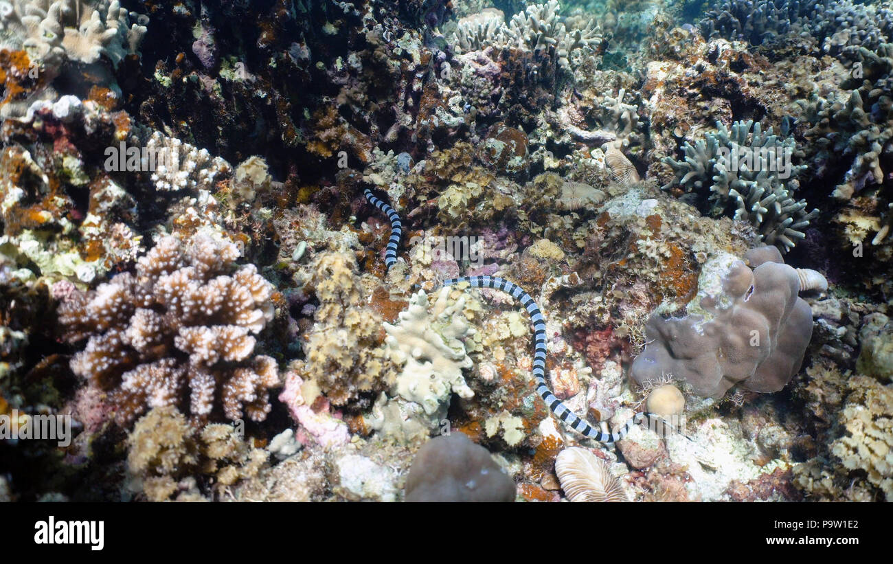 Sea snake on coral reef. Banded Sea Snake underwater.Wonderful and ...