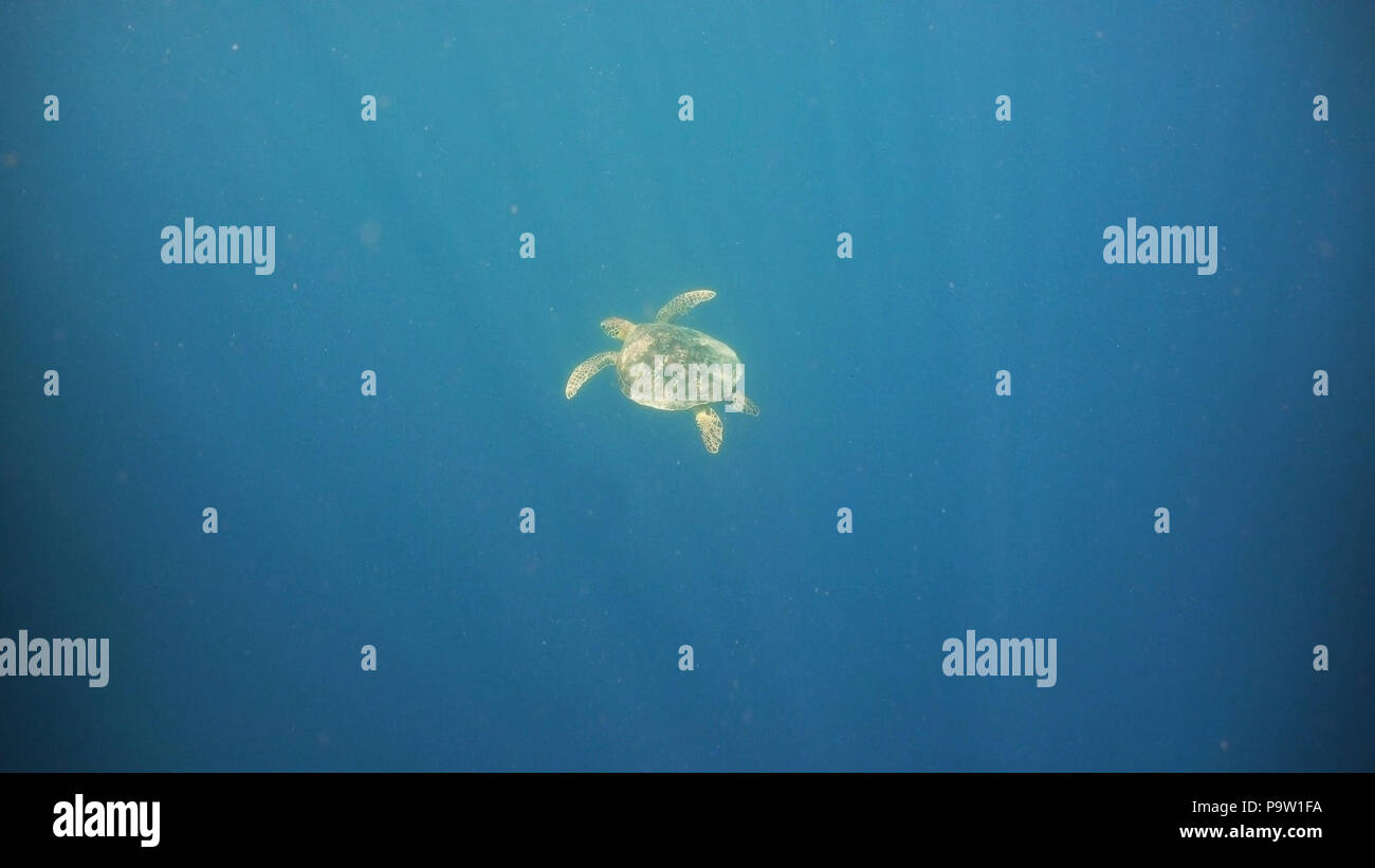 Sea turtle swimming underwater in the sea. Turtle moves its flippers in ...