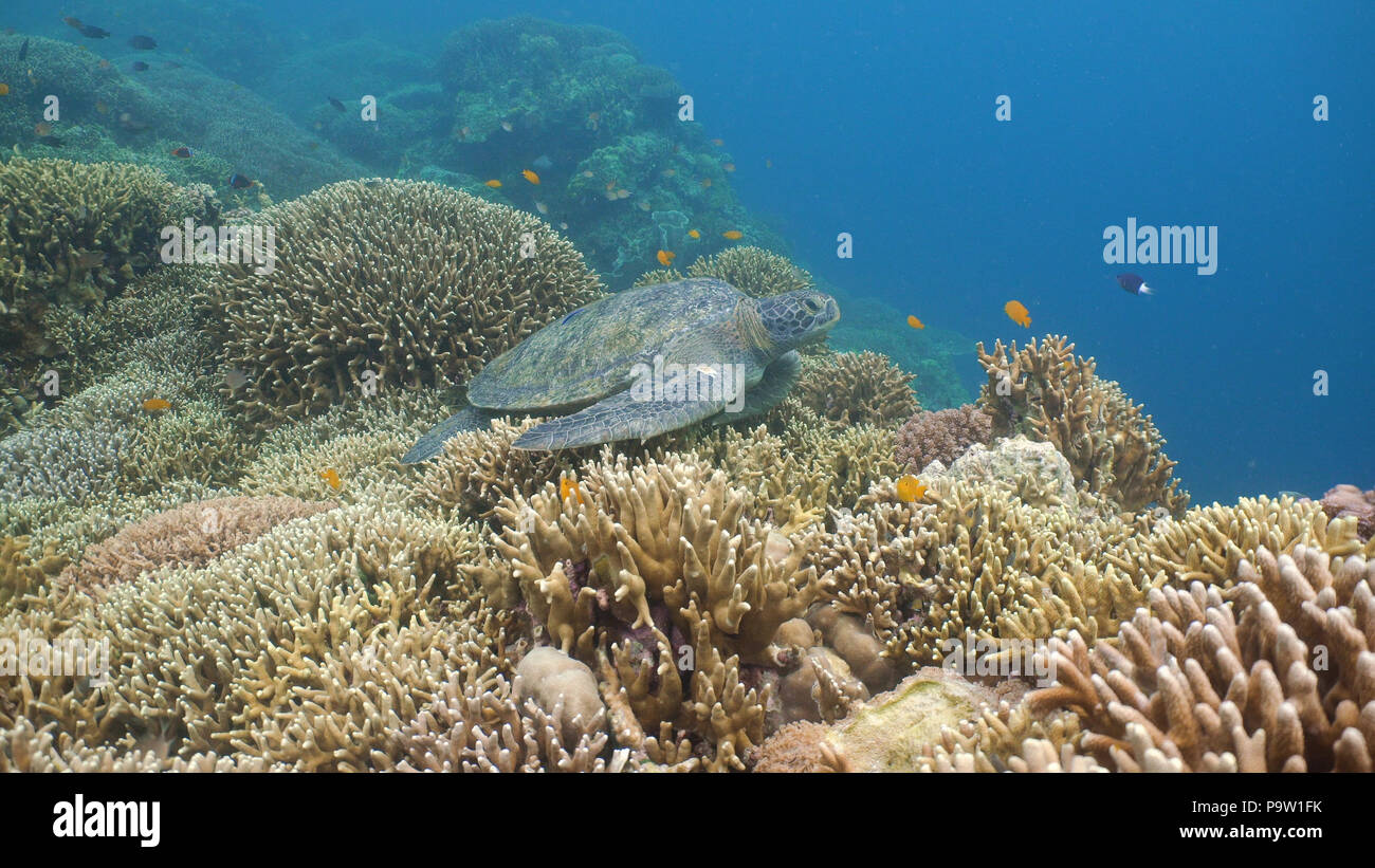 Sea turtle swimming underwater over corals. Sea turtle moves its ...