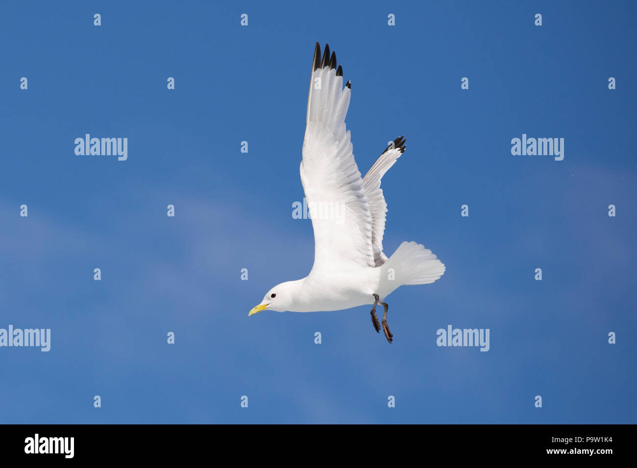 Svalbard Flying Kittiwake High Resolution Stock Photography and Images ...