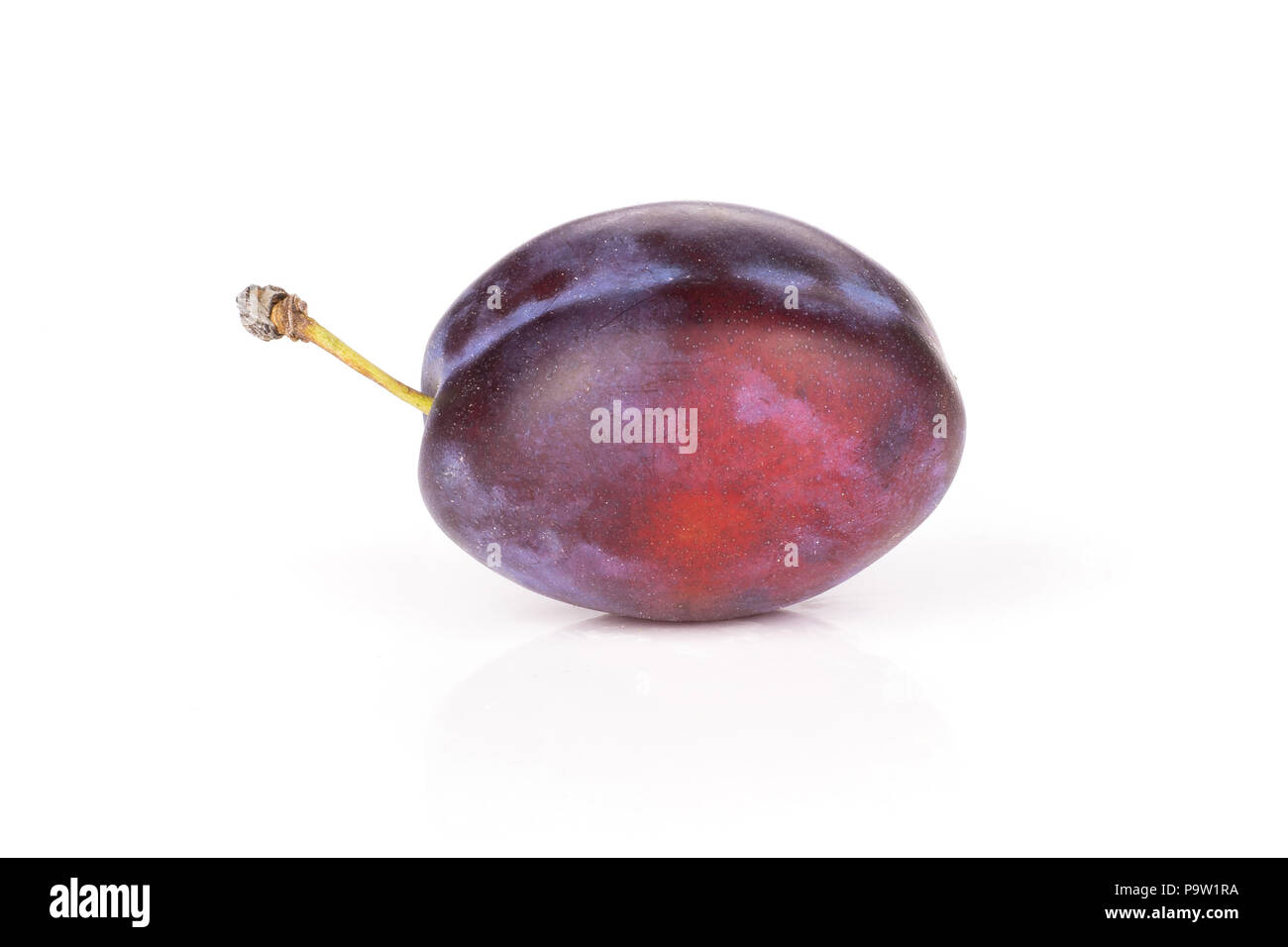 One whole fresh violet-blue plum vibrant moyer variety isolated on ...