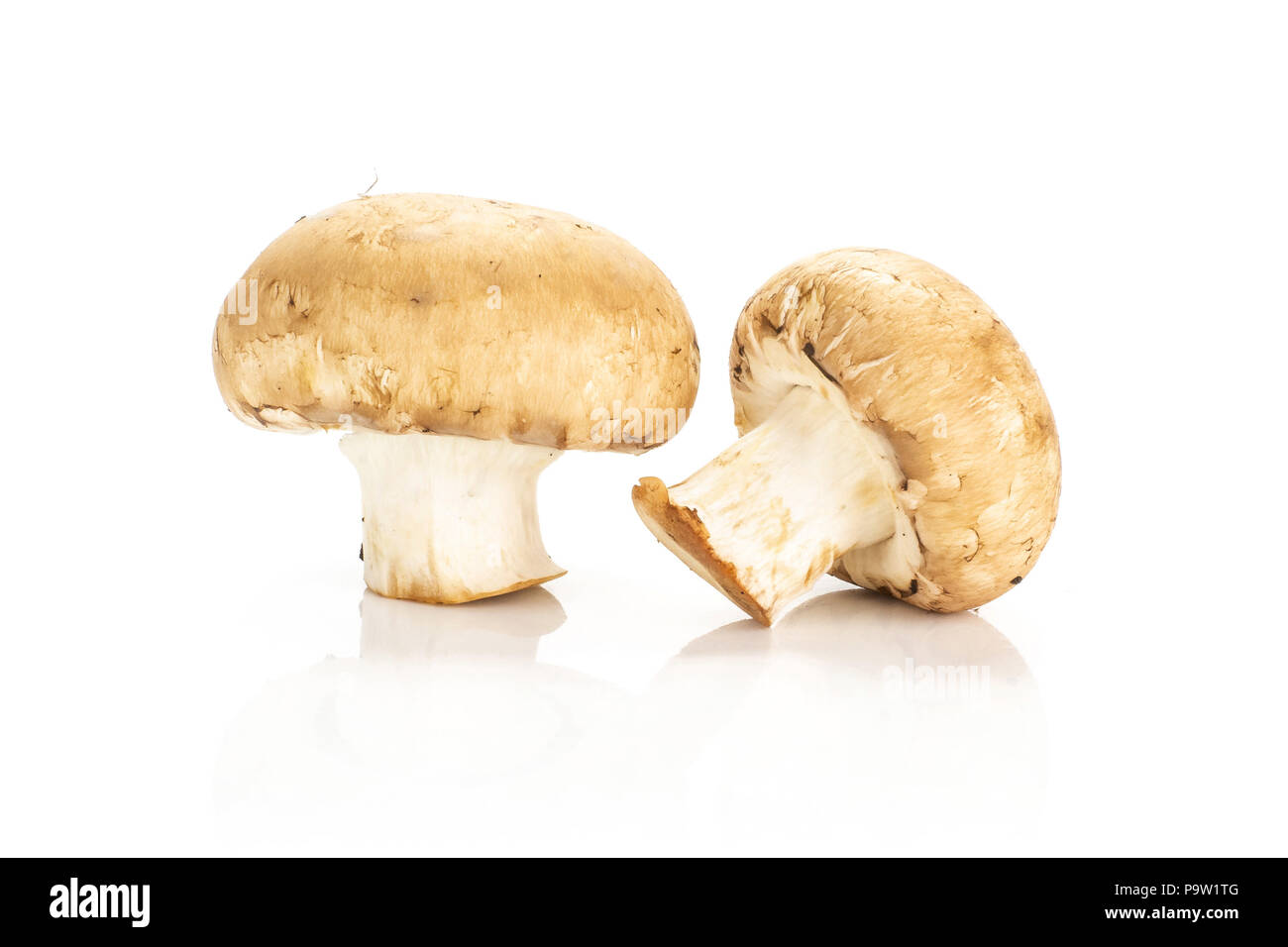 Two fresh raw brown champignons isolated on white background Stock ...