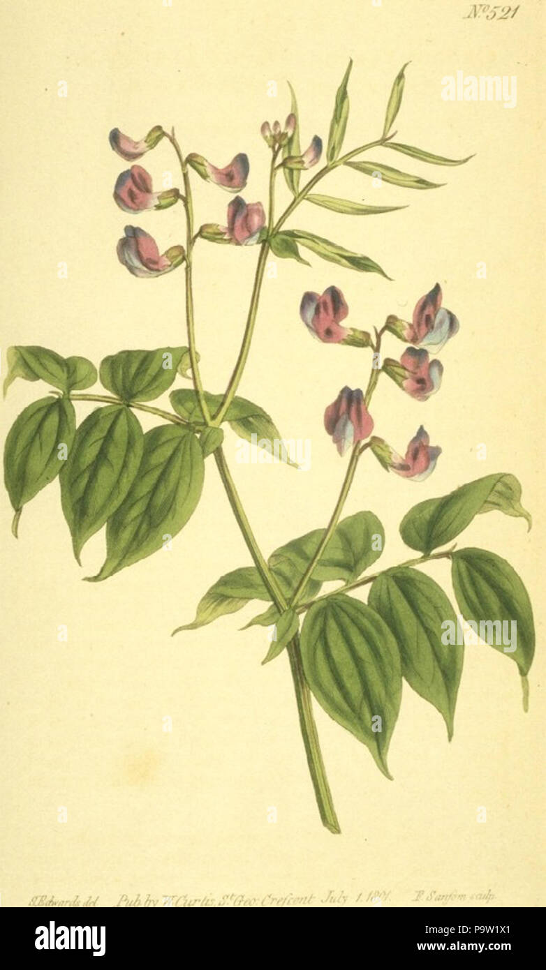 Orobus hi-res stock photography and images - Alamy