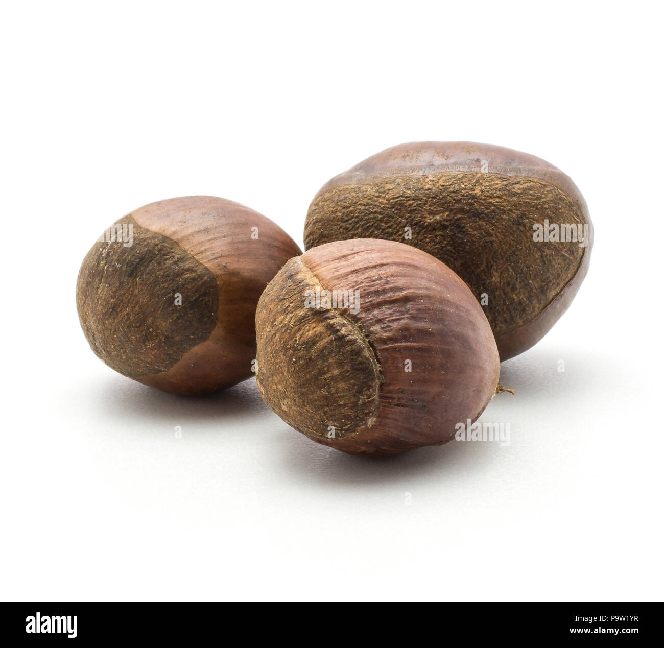 Three European chestnuts Spanish edible isolated on white background ...