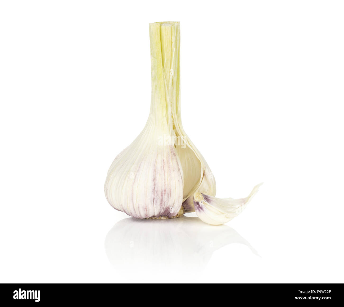 Young garlic open fresh bulb with one clove isolated on white ...