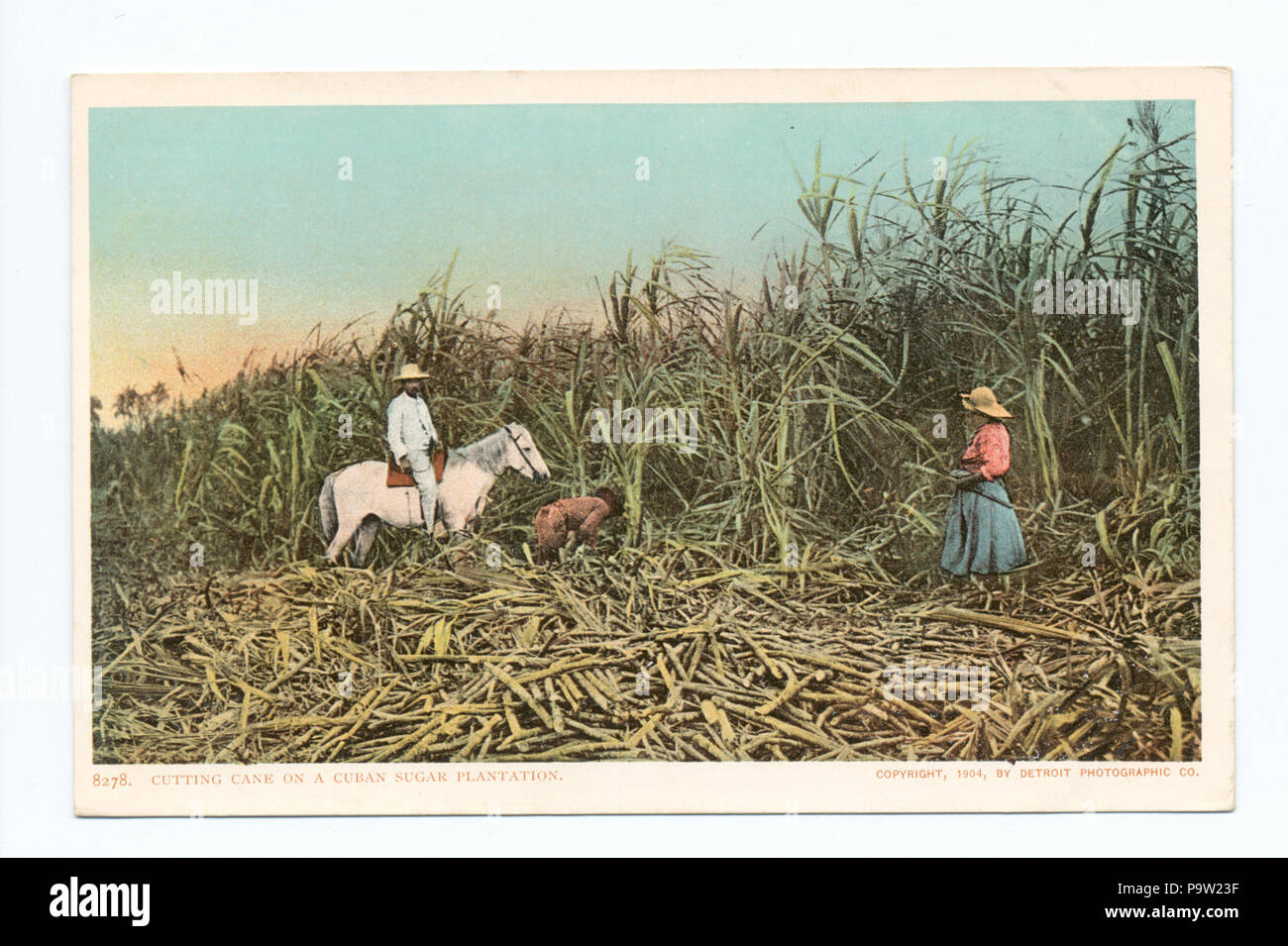 Cuba harvesting sugar cane hi-res stock photography and images - Alamy