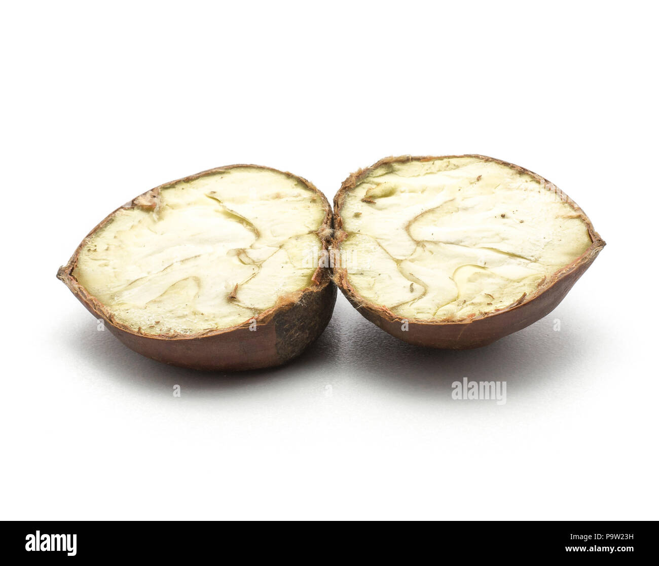 One sliced European chestnut isolated on white background one Spanish ...