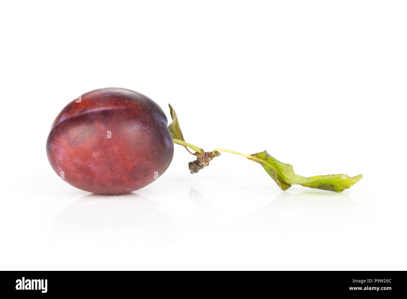 One whole fresh violet-blue plum vibrant moyer variety with a leaf ...