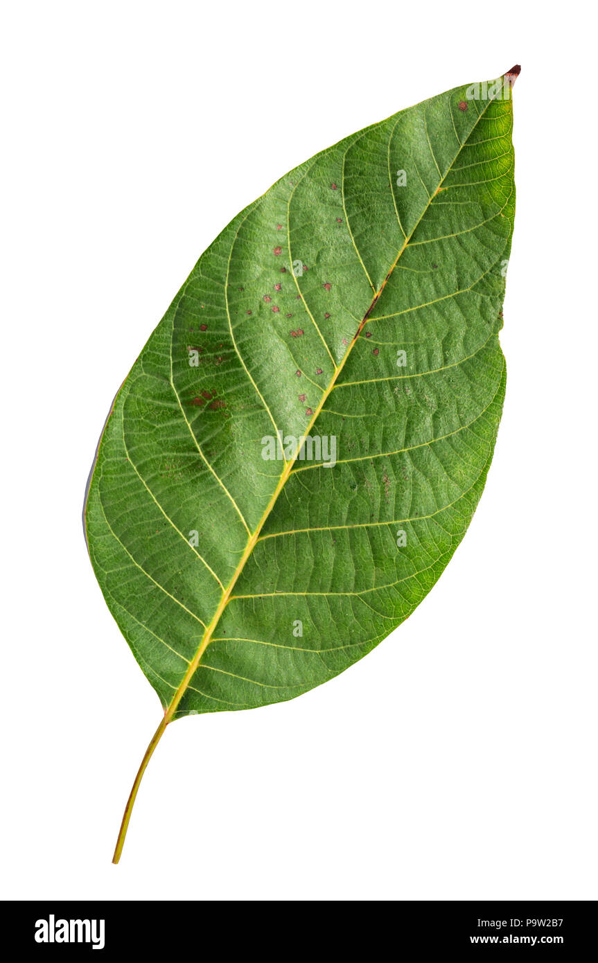 Natural green leaf from tree isolated on white background Stock Photo ...