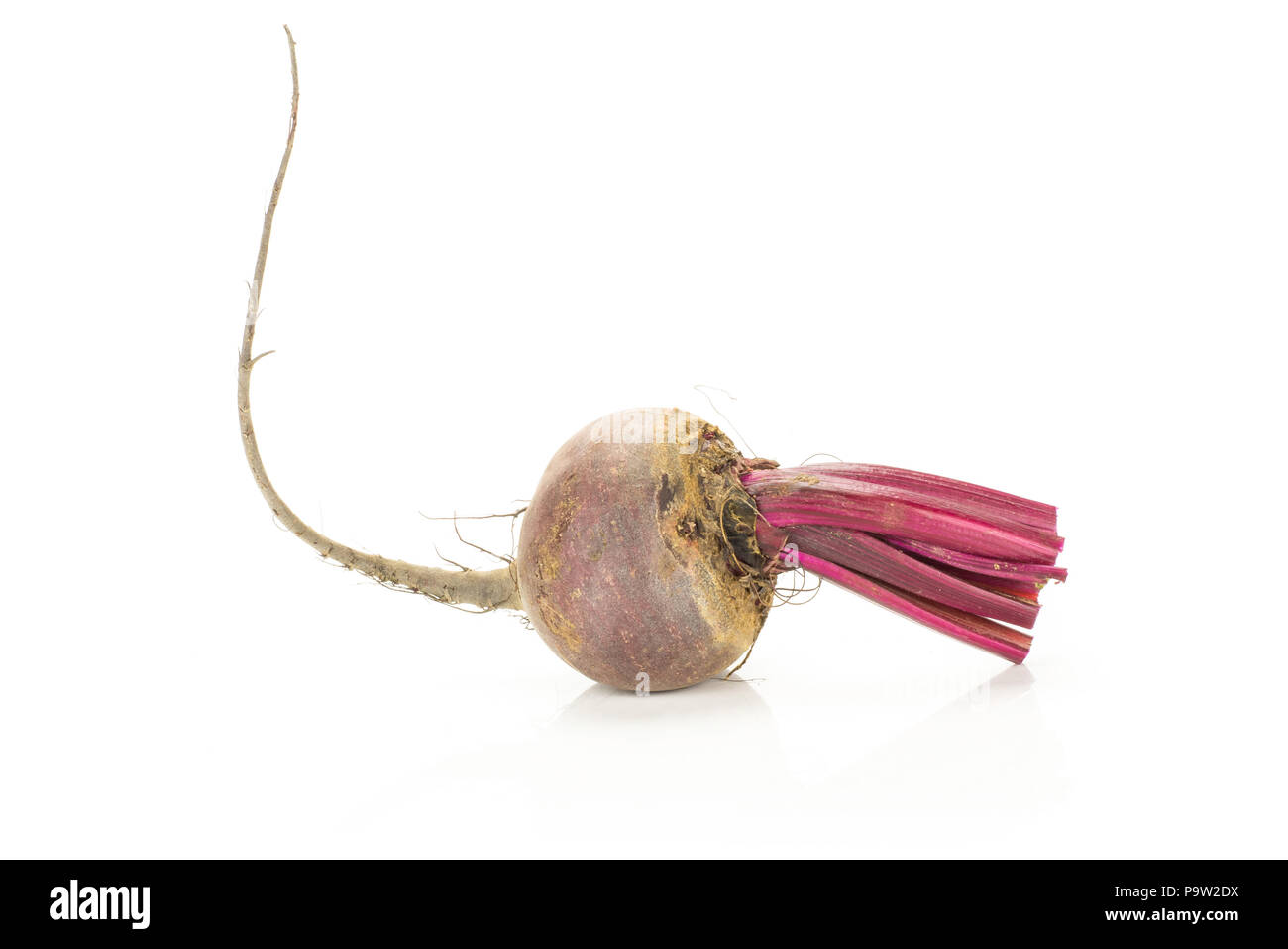 One red beet with cut tops isolated on white background one young root ...