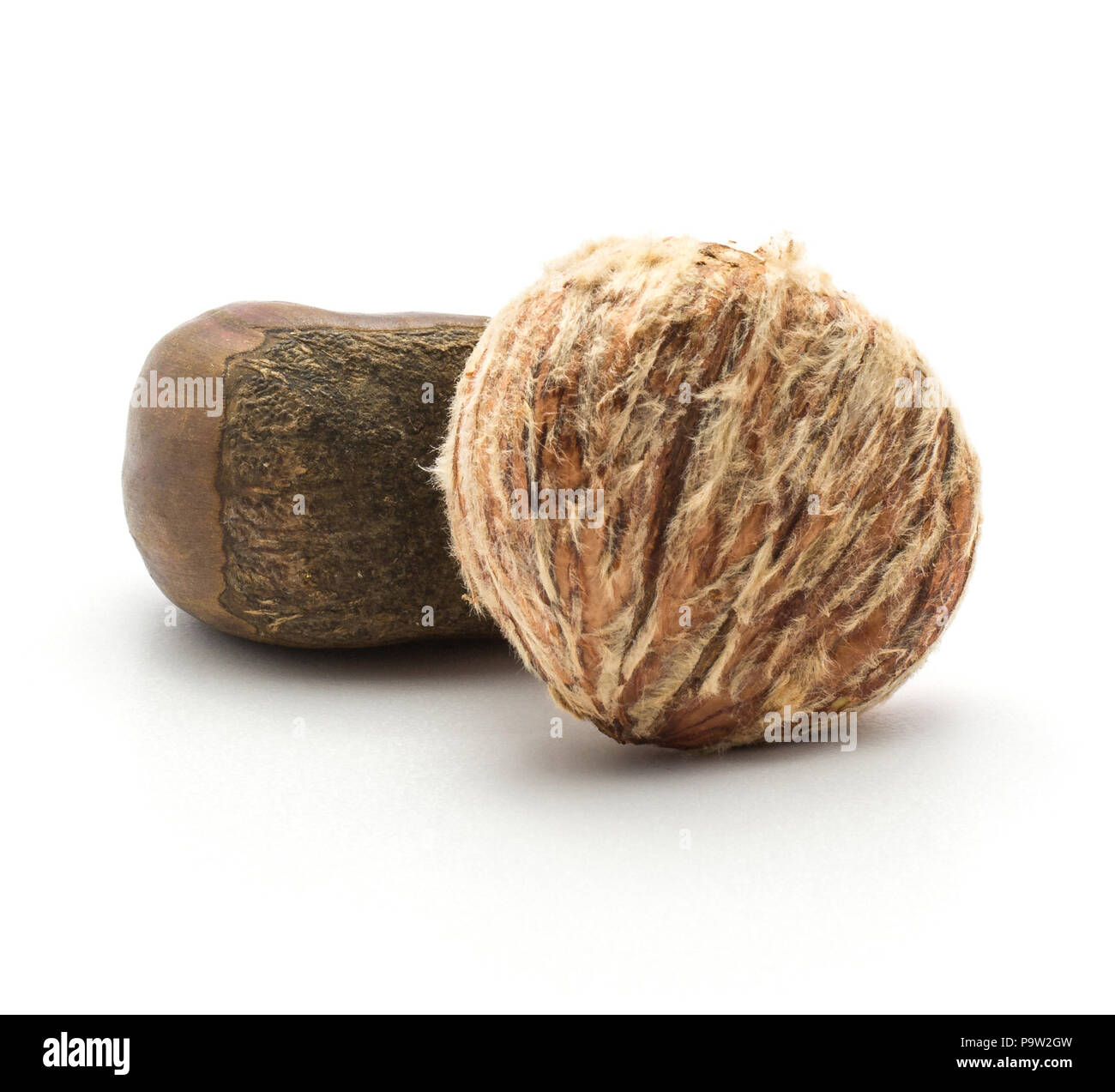 Beech Nut Shell High Resolution Stock Photography and Images - Alamy