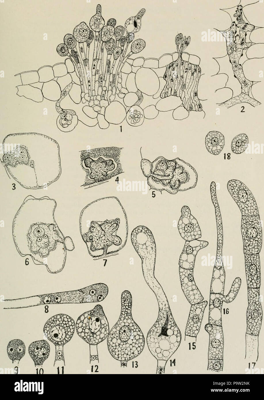 363 Cytological structures of Botryorhiza Stock Photo - Alamy
