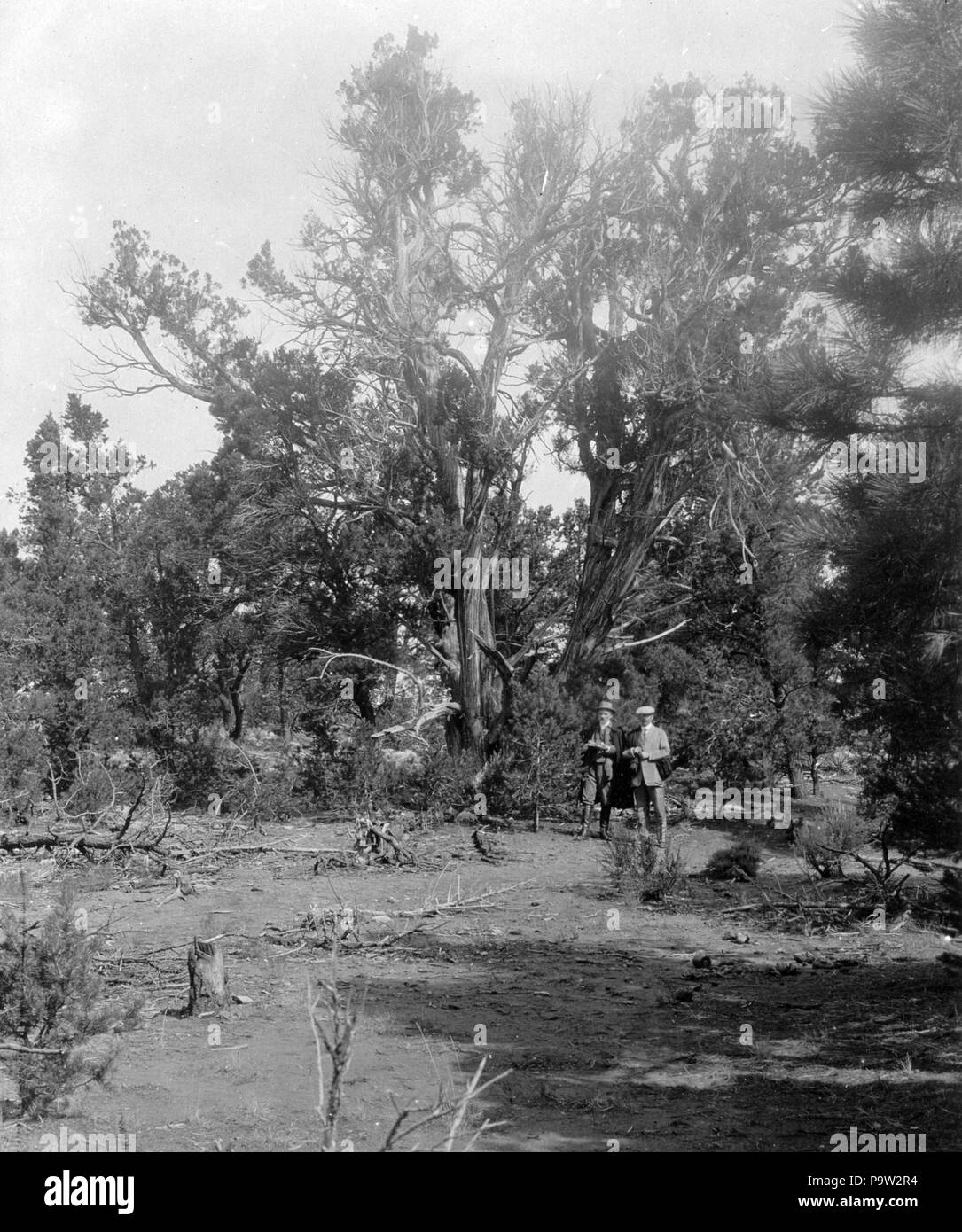 363 Cédrus fa a Grand Canyon körüli erdőben. Fortepan 20012 Stock Photo ...