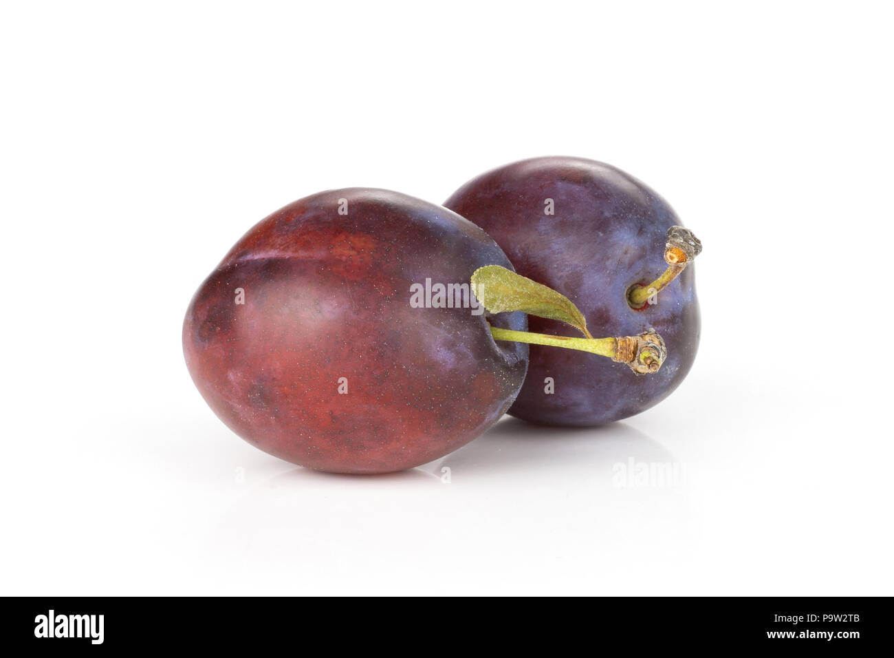 Group of two whole fresh violet-blue plum vibrant moyer variety ...