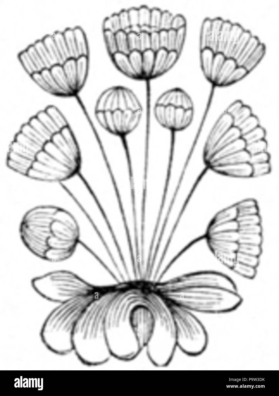 White or pink flowers Black and White Stock Photos & Images - Alamy