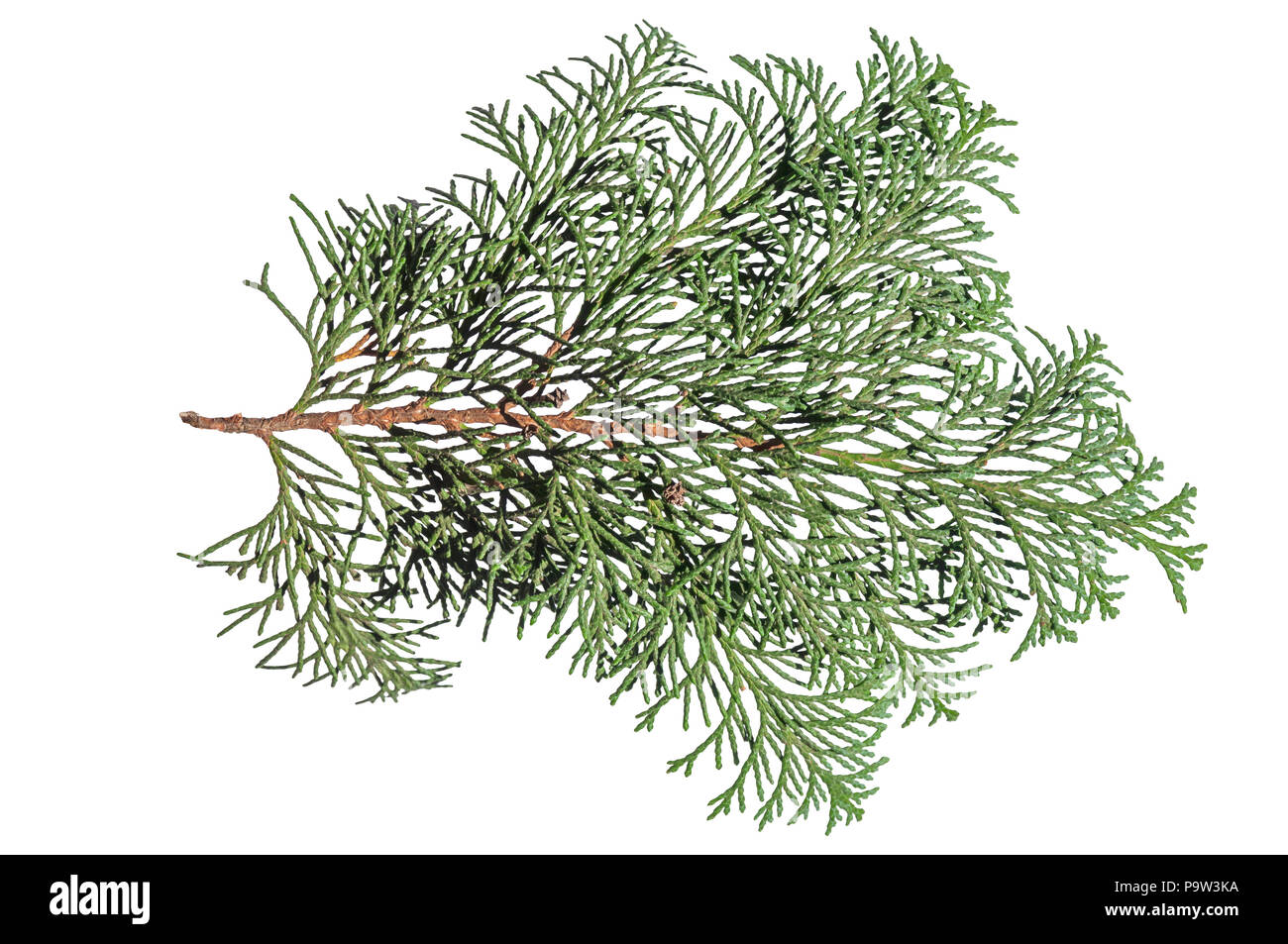 Natural small pine tree branch for decoration isolated on white Stock ...