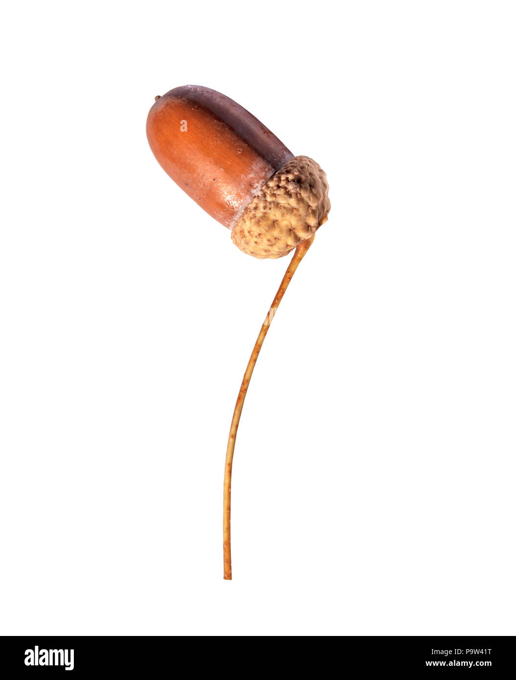 One acorn from autumn oak tree isolated on white background Stock Photo ...