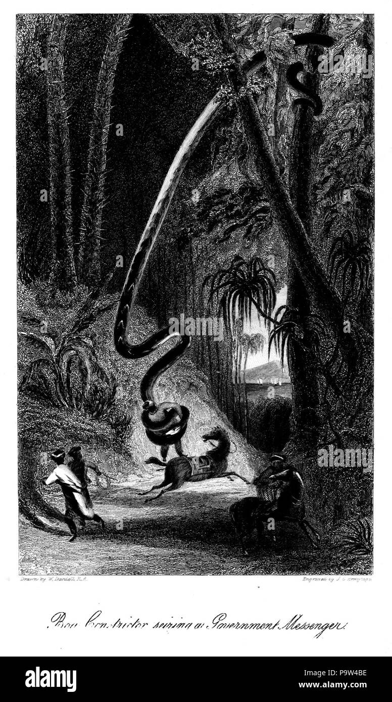 Constrictor boa Black and White Stock Photos & Images - Alamy