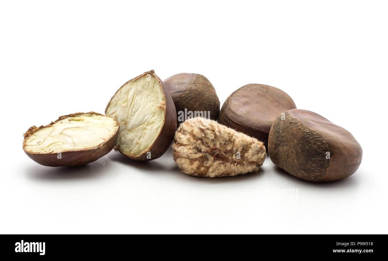 European chestnut set Spanish edible isolated on white background raw ...