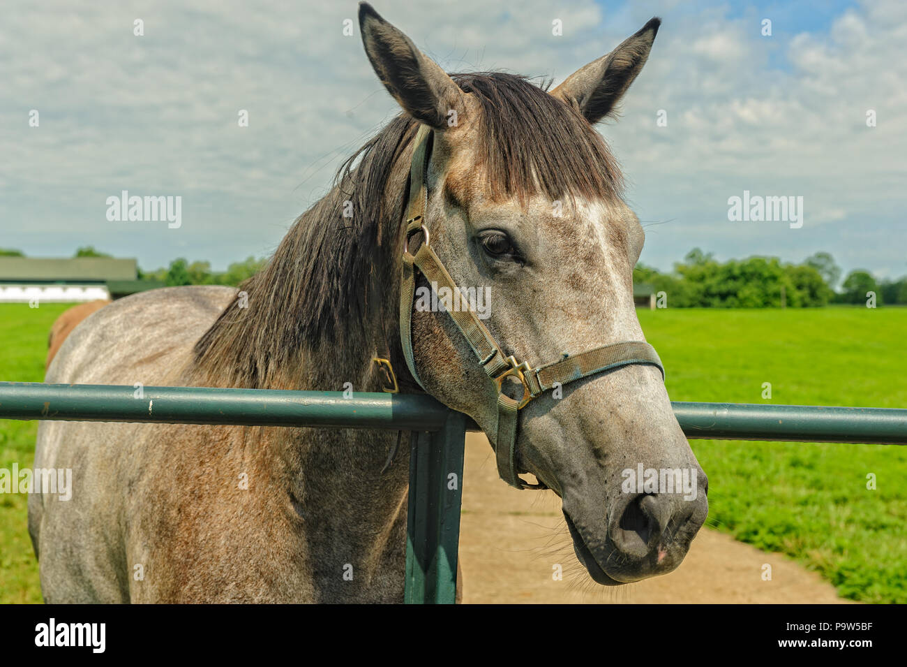 Throughbred horses hi-res stock photography and images - Alamy